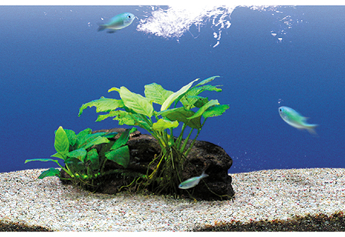 Aquarium Border by Extratapete | STYLEPARK