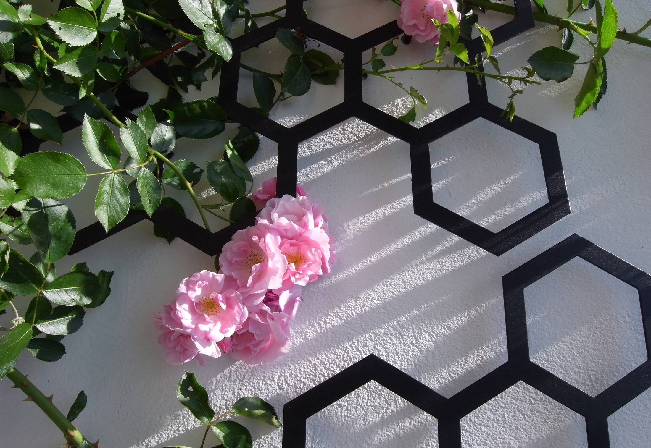 Comb_ination wall cordon by FLORA | STYLEPARK